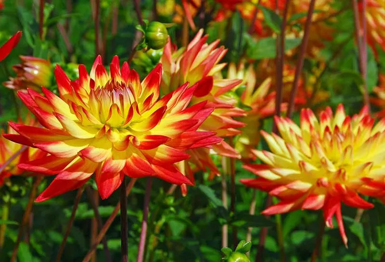 Dahlia Bridge View Aloha (I.) - Dália - Királykert - Virágha