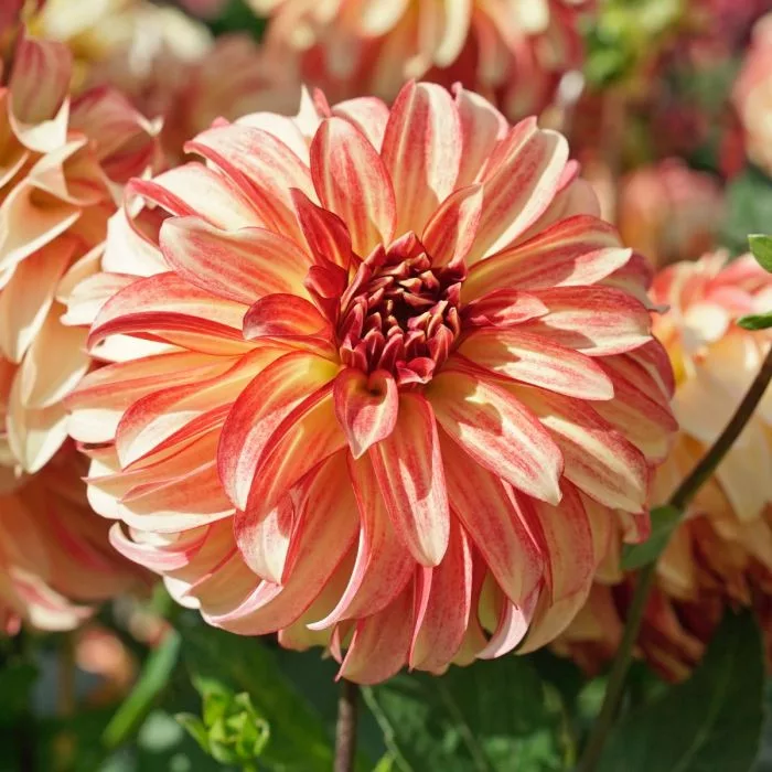 Dahlia Irish Pinwheel (I.) - Dália - Királykert - Virághagym