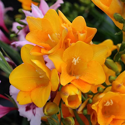 Freesia Single Yellow (5/+) - Frézia - Királykert - Virághag
