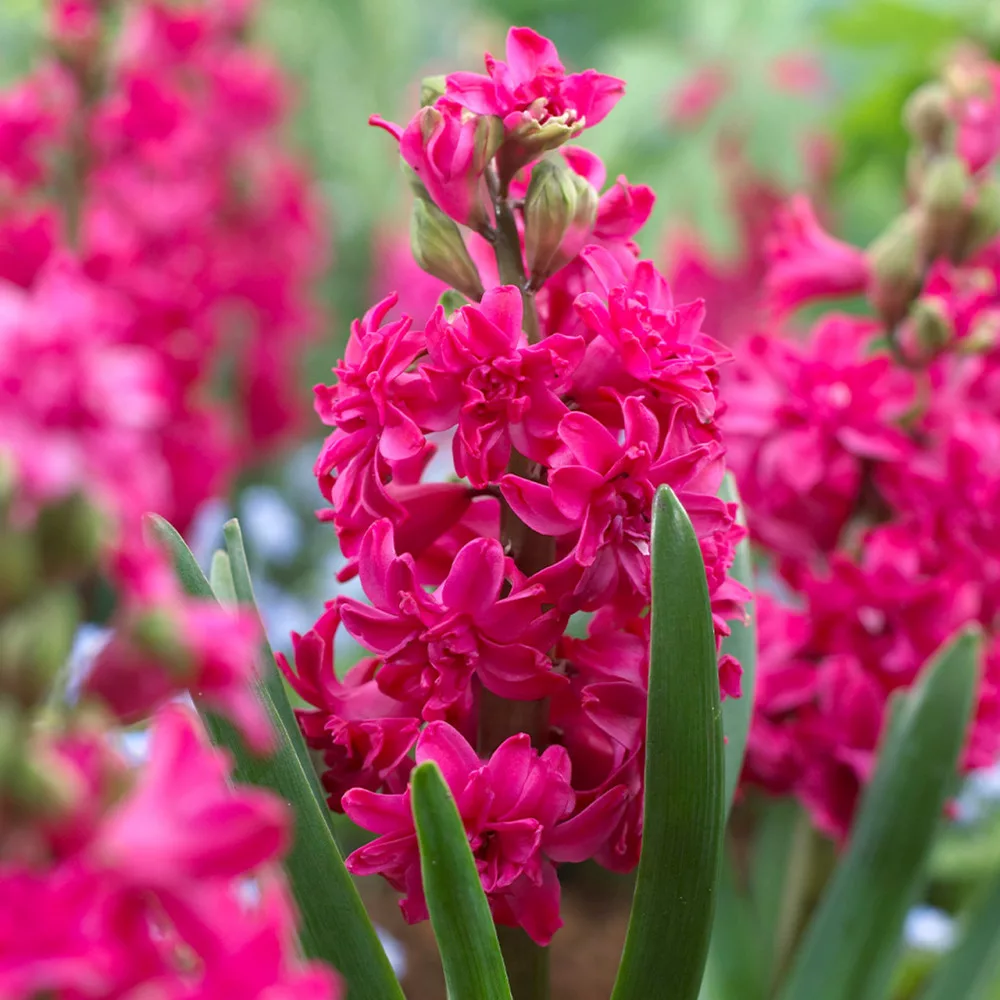 Jácint - Hyacinthus 'Red Diamond' - Királykert - V