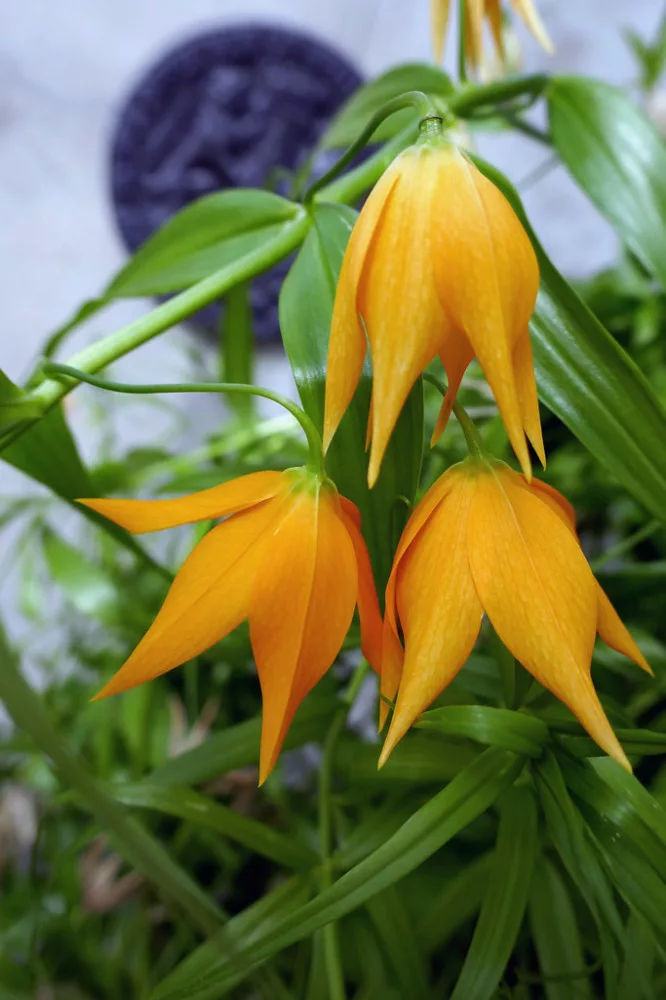 Littonia modesta (I.) - Kúszóliliom - Királykert - Virághagy