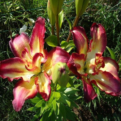 Lilium Double Sensation Liliom 16 Királykert Virág