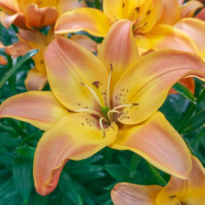 Lilium Easy Fantasy (14/+) - Liliom - Királykert - Virághagy