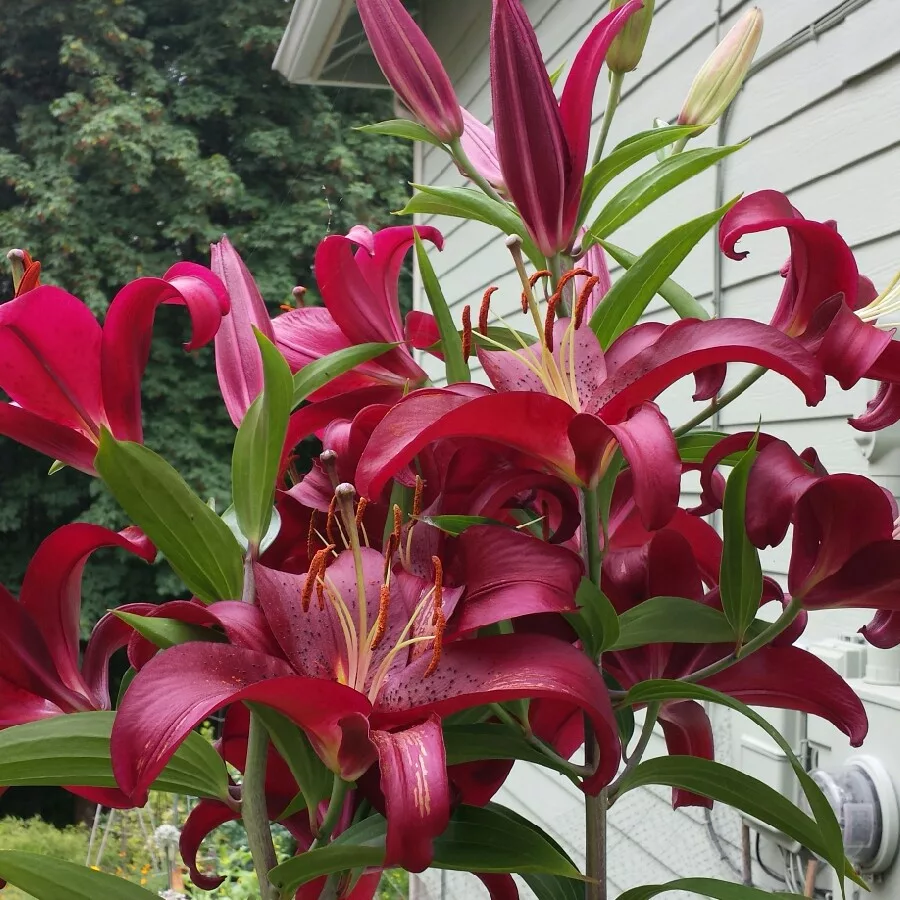 Liliomhagyma - Lilium 'Montezuma' - Királykert - V