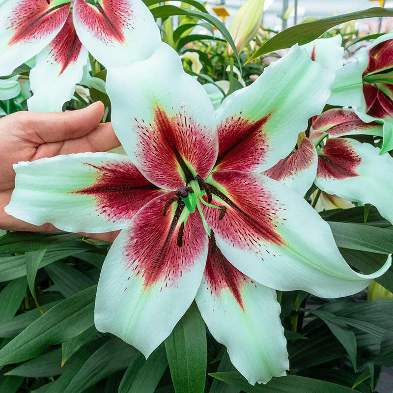 Liliomhagyma - Lilium 'Zeba' - Királykert - Virágh