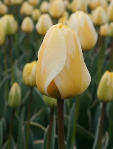 Tulipán - Tulipa 'Cream Cocktail' - Királykert - V