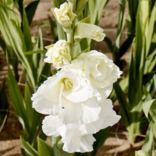 Gladiolus 'Bako' (12/+) - Kardvirág - Királykert