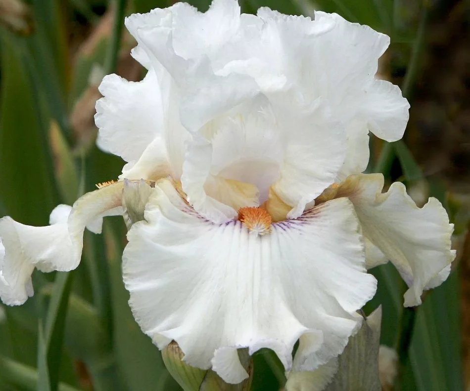 Iris FIRST IN LINE - Királykert