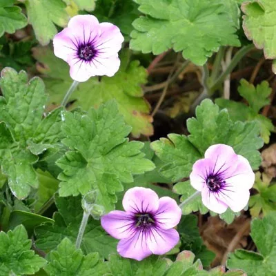 Geranium Storm Chaser - Gólyaorr - Királykert
