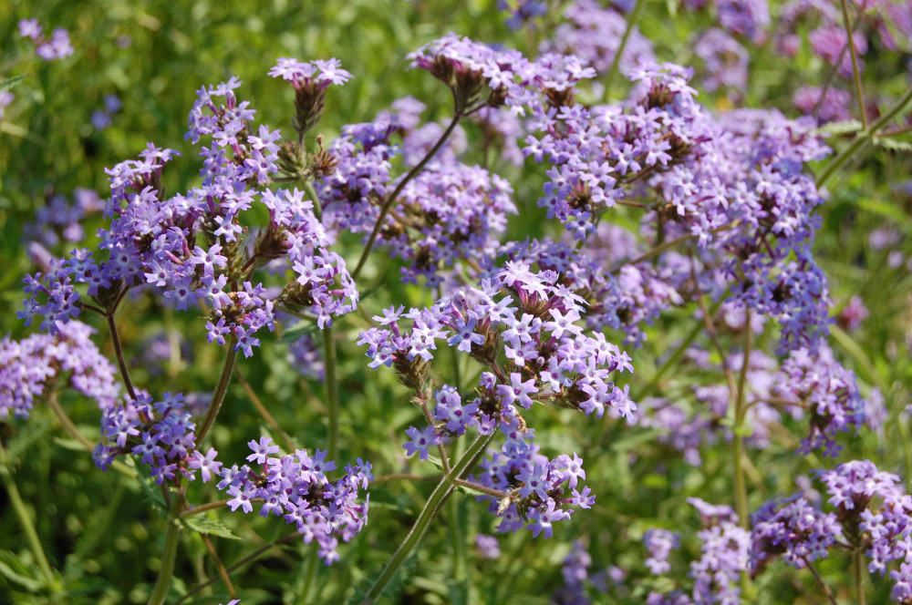 Verbena 'Boughton House' - Verbéna - Királykert