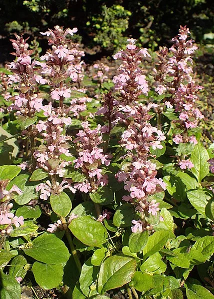 Ajuga reptans Rosea - Ínfű - Királykert