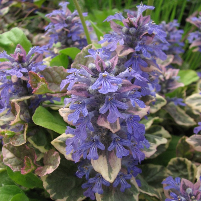Ajuga reptans 'Variegata' - Ínfű - Királykert