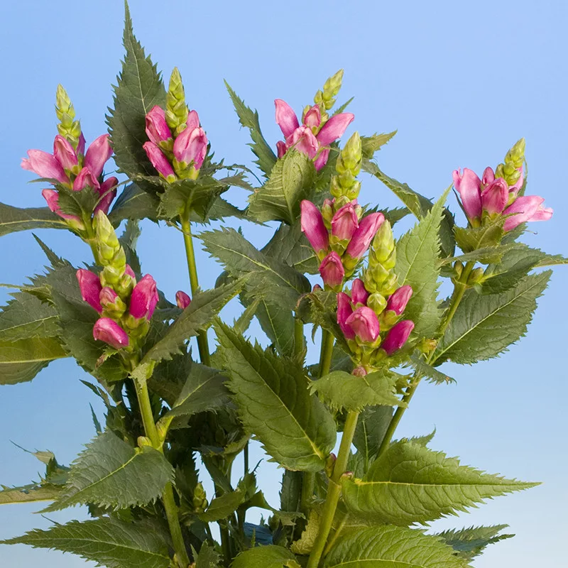 Chelone Speedy Turtle- Gerlefej - Királykert