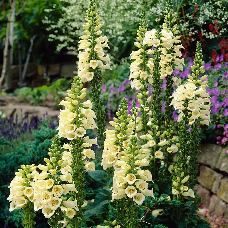 Digitalis grandiflora Dwarf Carillon - Nagyvirágú gyűszűvirá