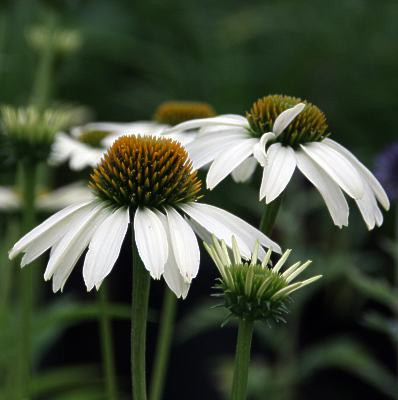 Echinacea purp. 'Alaska' - Kasvirág - Királykert