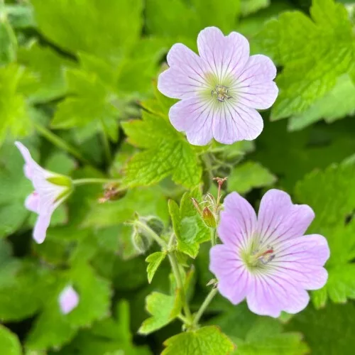 Geranium renardii Chantilly - Gólyaorr - Királykert
