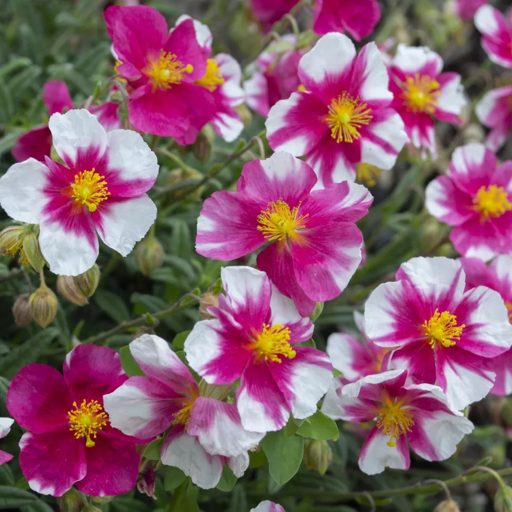Helianthemum Raspberry Ripple - Napvirág - Királykert