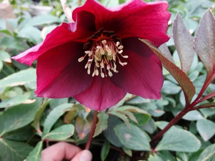 Helleborus orientalis Pretty Ellen Red - Hunyor - Királykert