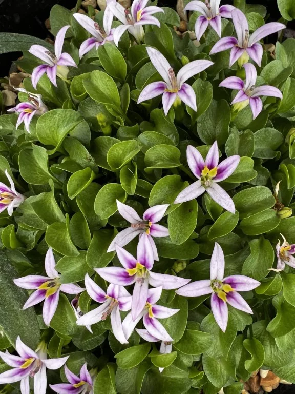 Hypsela reniformis (syn. Lobelia oligophylla) - Királykert