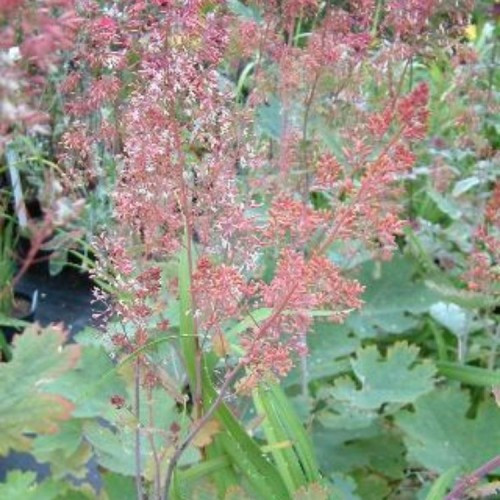 Macleaya cordata 'Flamingo' - Mákkóró - Királykert