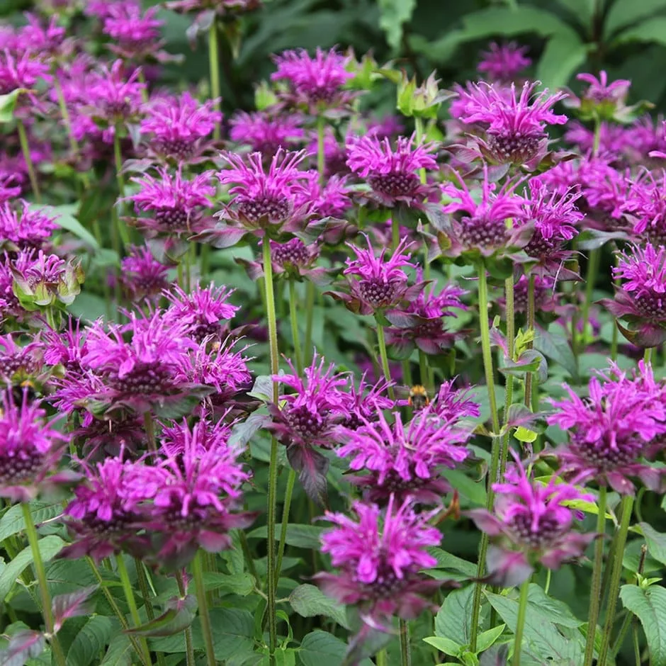 Monarda Scorpion - Méhbalzsam - Királykert