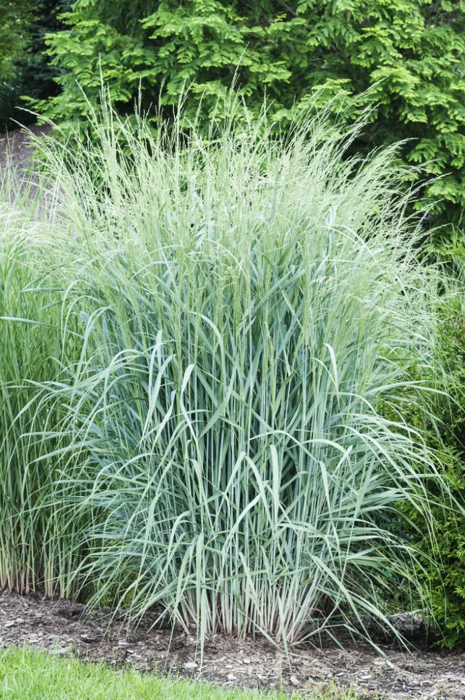 Panicum amarum Dewey Blue - Vesszős köles - Királykert