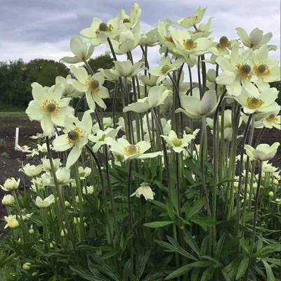 Anemone hybrida Spring Beauty White - Szellőrózsa - Királyke