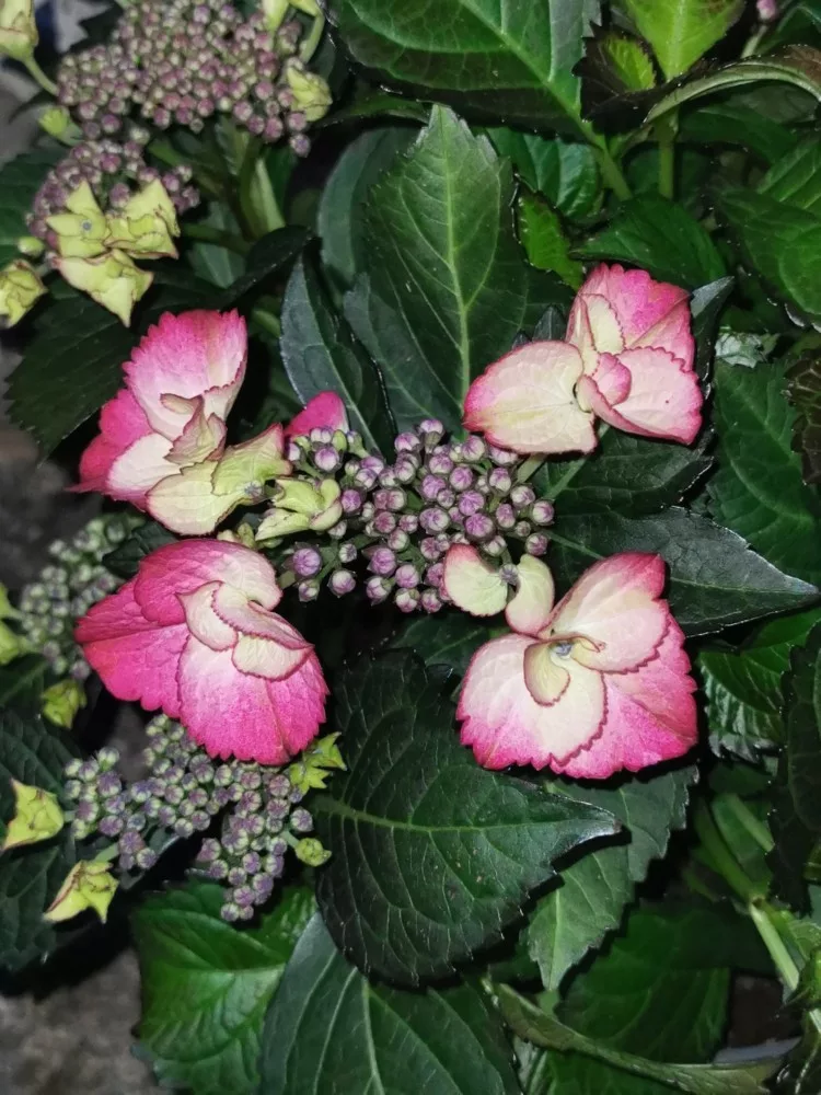 Tányéros hortenzia - Hydrangea macrophylla 'Teller Red&
