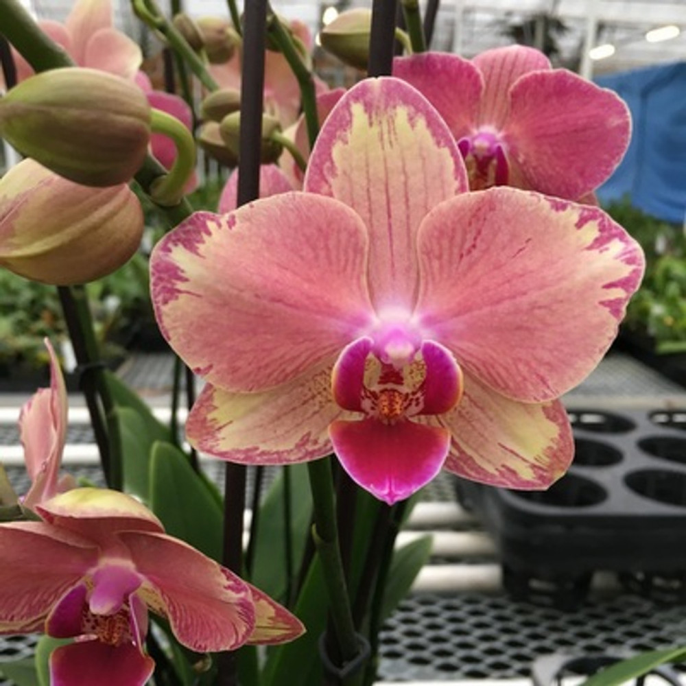 Phalaenopsis 'Pirate Picotee' - Királykert