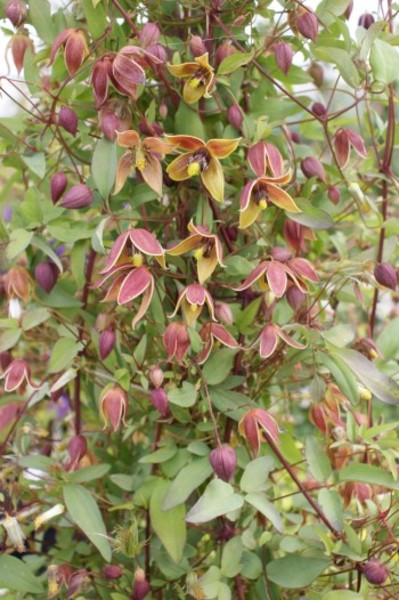 Clematis My Angel - Királykert