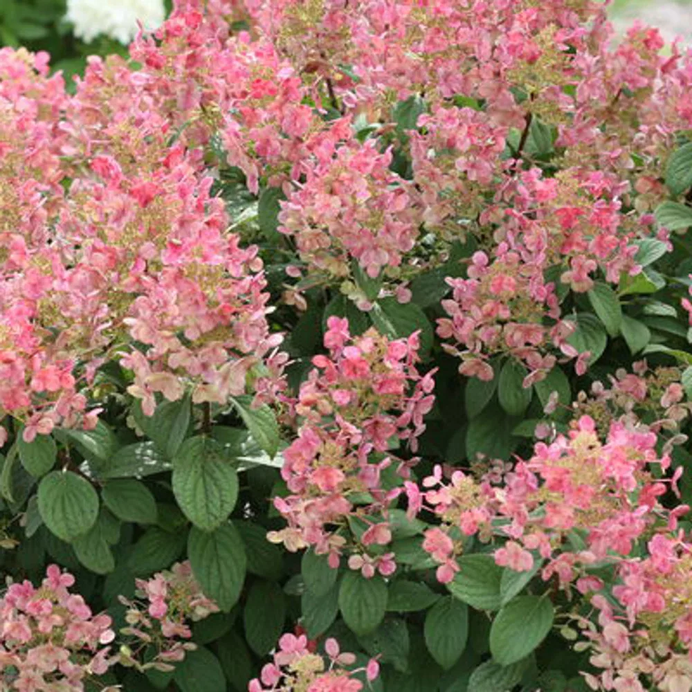 Hydrangea paniculata Little Quick Fire - Királykert