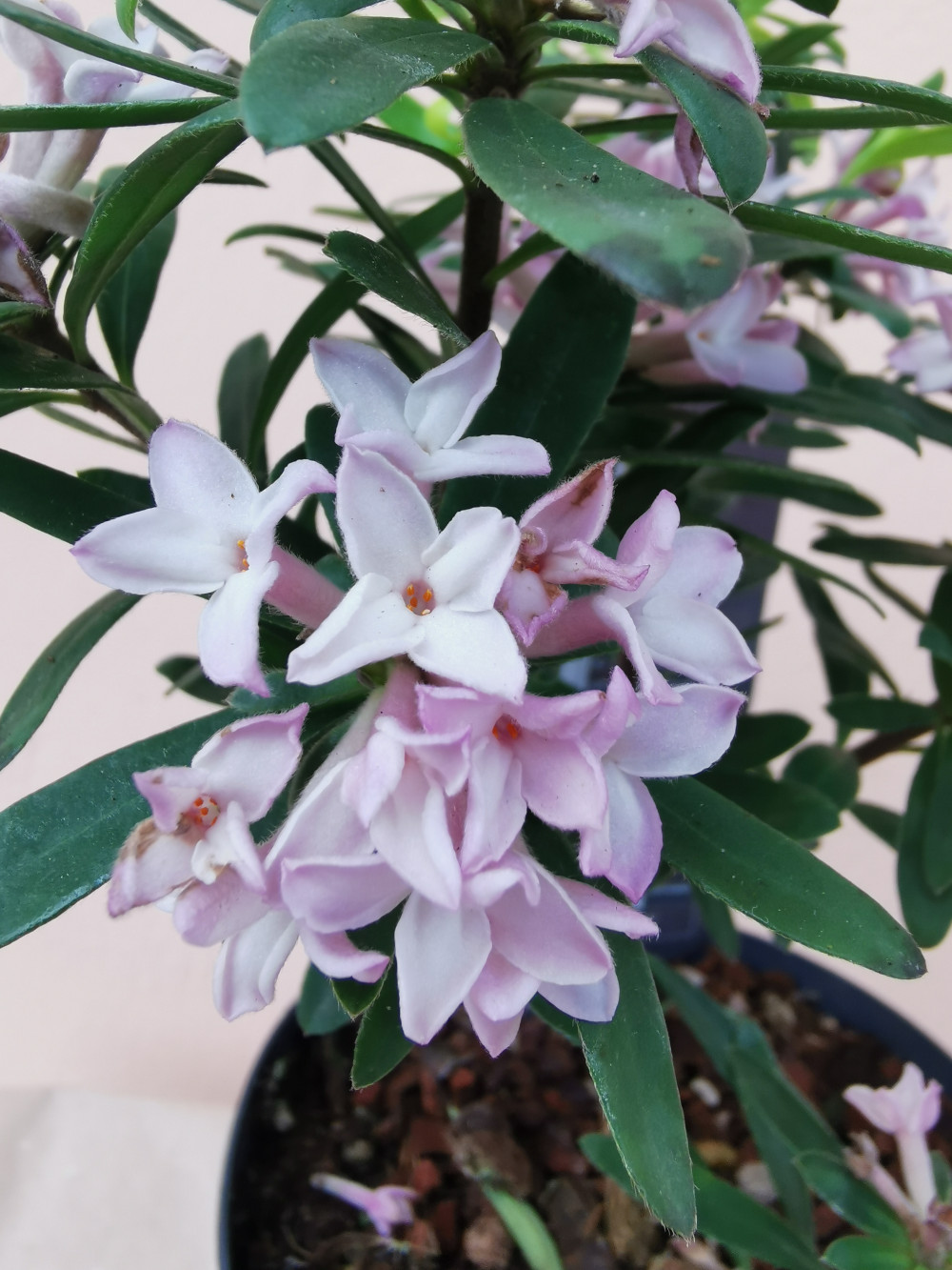 Daphne odorata 'Pink Fragrance' - Királykert