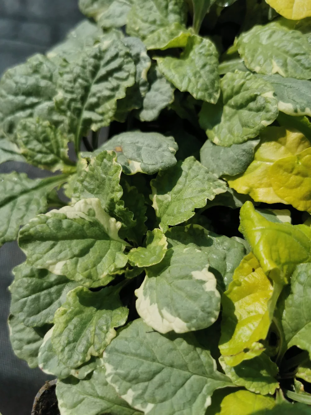Ajuga reptans Variegata - Indás ínfű - Királykert