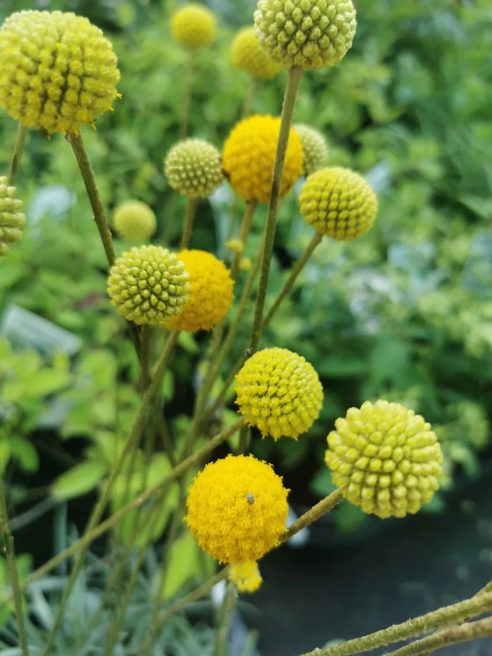 Craspedia globosa Golf Beauty - Dobverővirág - Királykert
