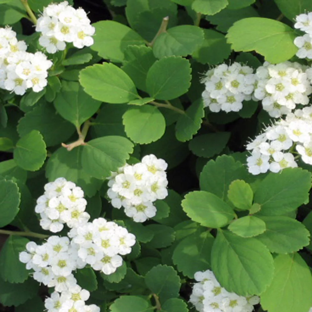 Spiraea betulifolia Thor - Nyírlevelű gyöngyvessző - Királyk