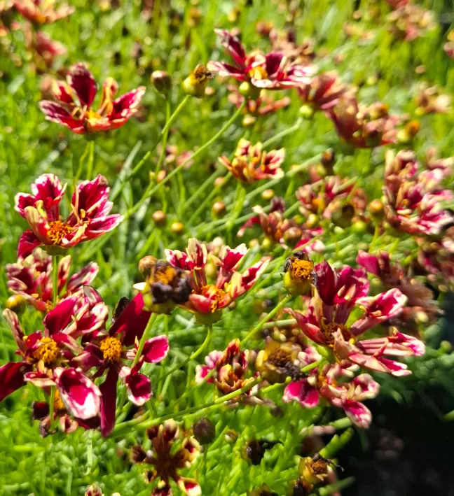Coreopsis Ruby Frost Shell Form - Menyecskeszem - Királykert